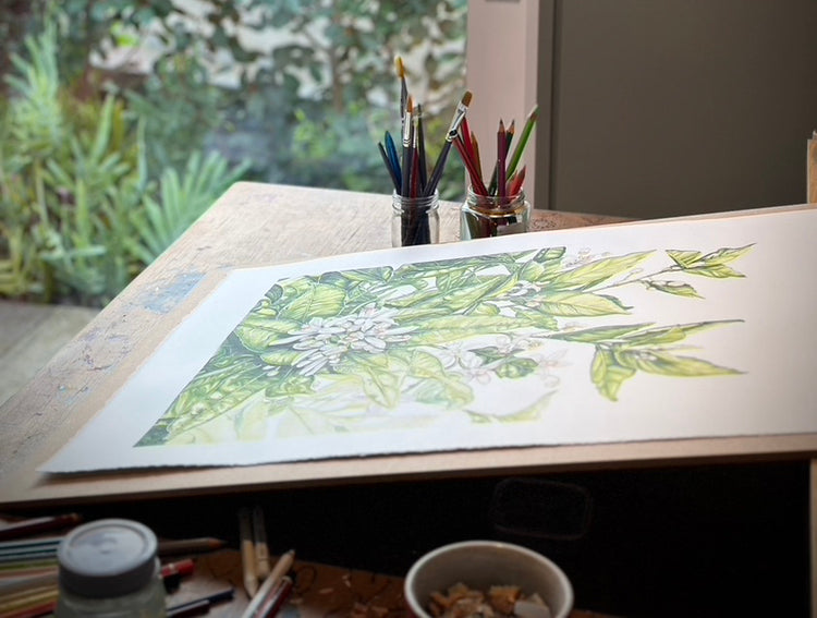 Botanical Artwork by Gabrielle Gatt – Gabrielle Gatt - Artist